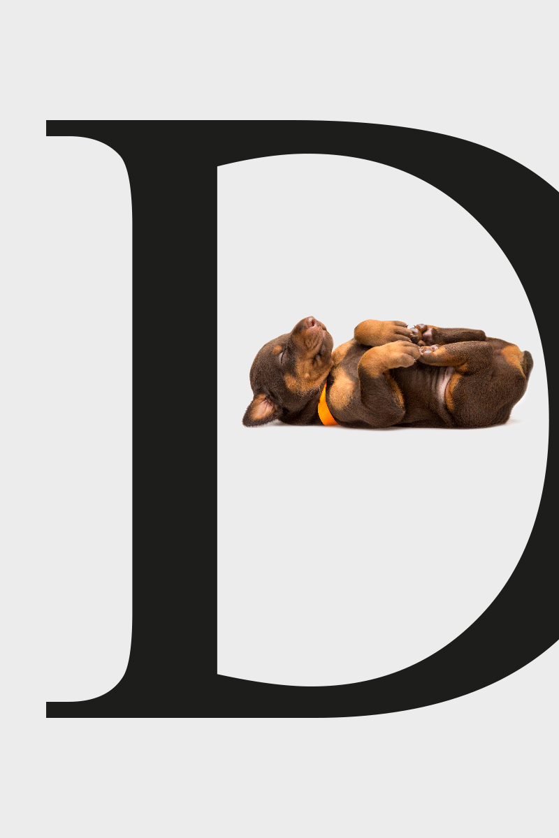 Litters – Infinity Amoris